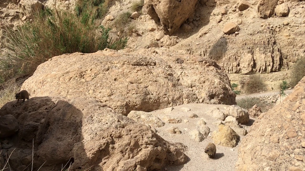 Syrian Rock Hyrax Calling in Ein Gedi Nature Reserve - YouTube