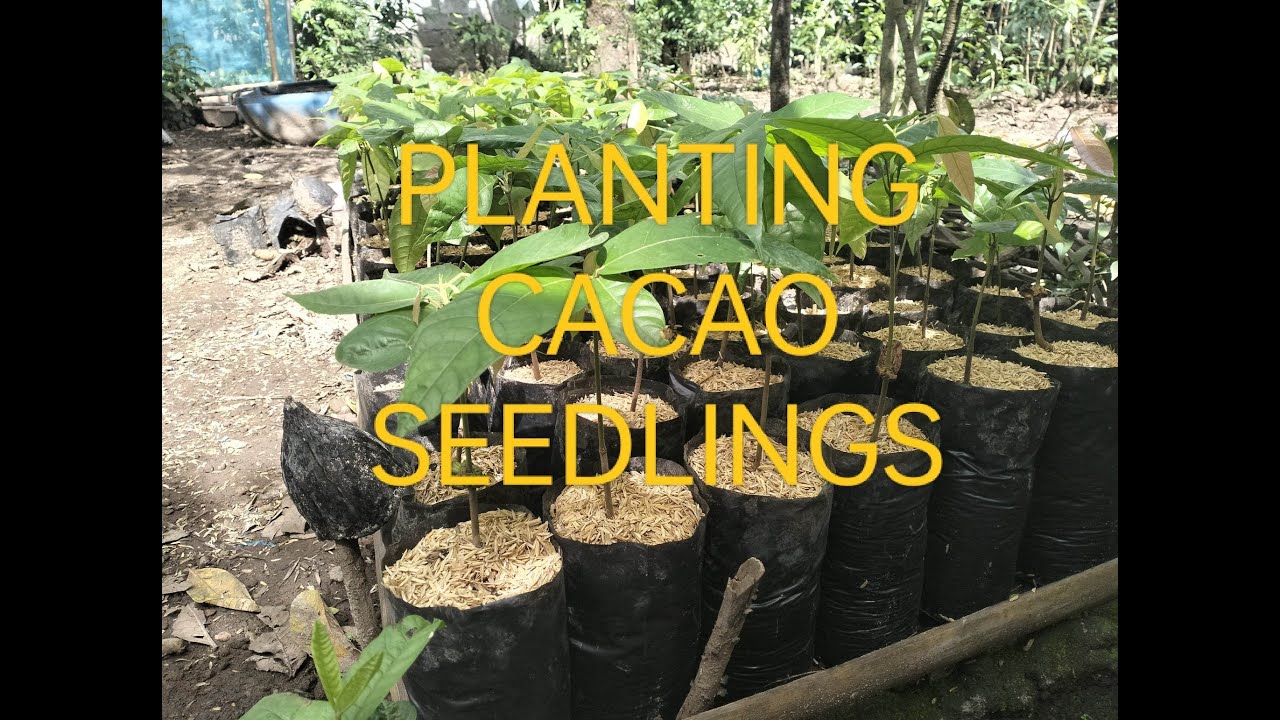 PLANTING CACAO SEEDLING #2 - YouTube