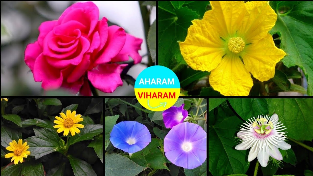 #123 maa perati thota | haritha haram at my home | backyard gardening ...