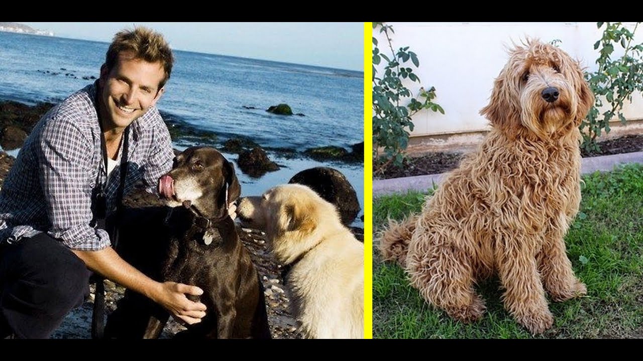 Bradley Cooper Dogs: Samson, Charlotte, Charlie - YouTube