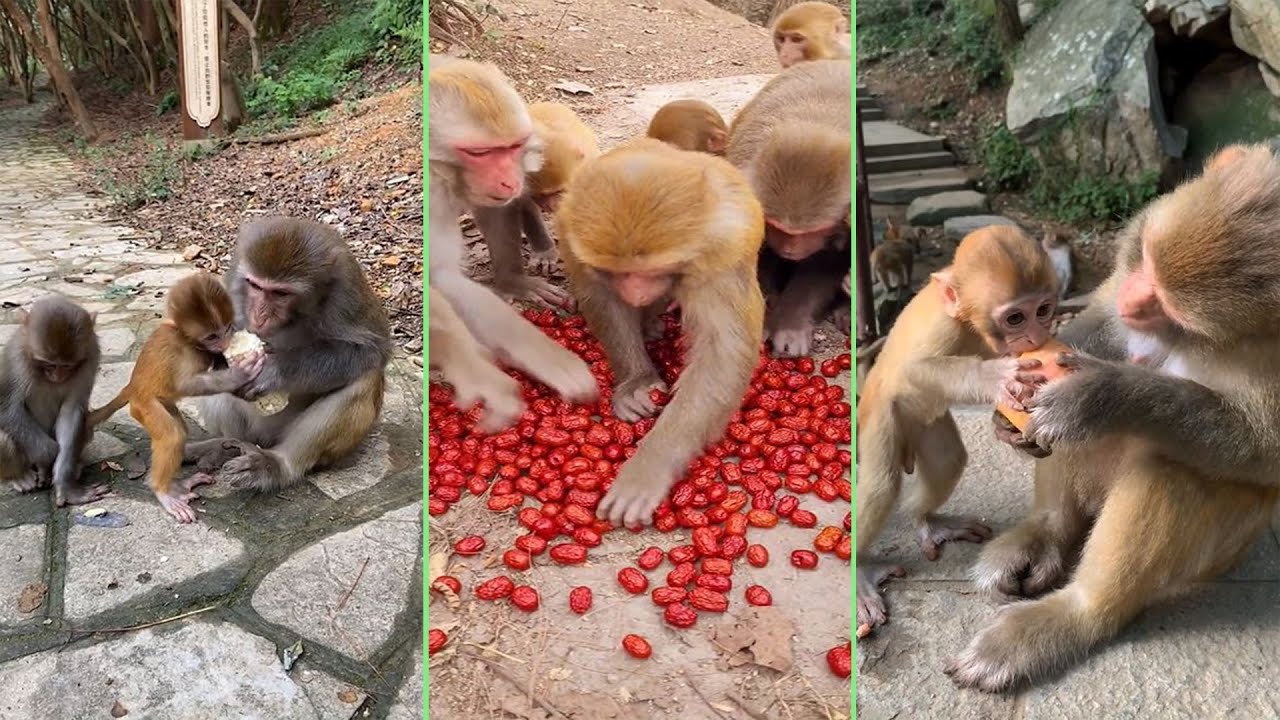 The Best of Monkey Videos - A Funny Eating Monkeys Compilation Ep171 - YouTube