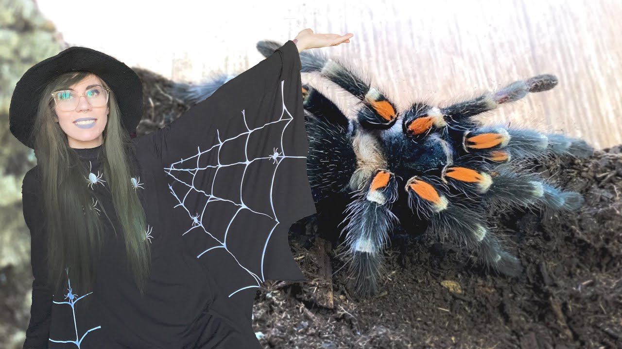 unboxing a Halloween tarantula, decorating her enclosure - YouTube