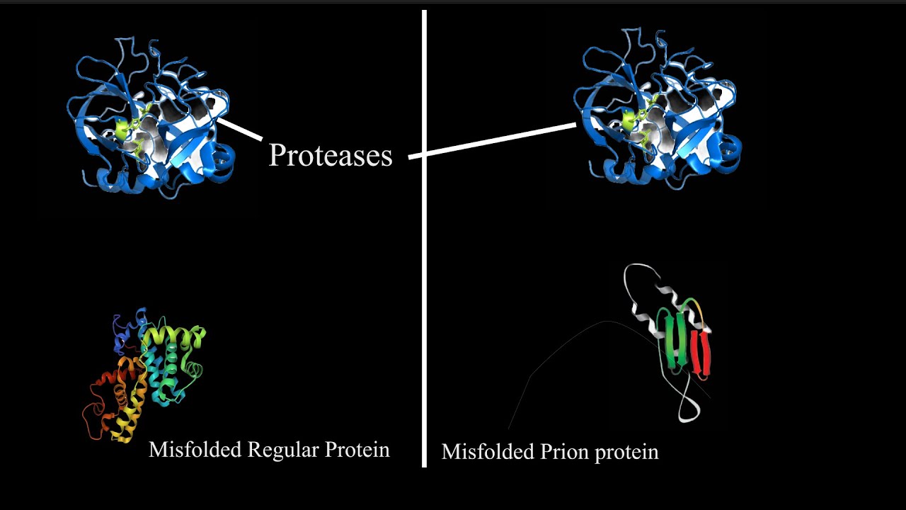 Unfolding the Mysteries of Misfolded Prions I Tianjun Zhu I ...