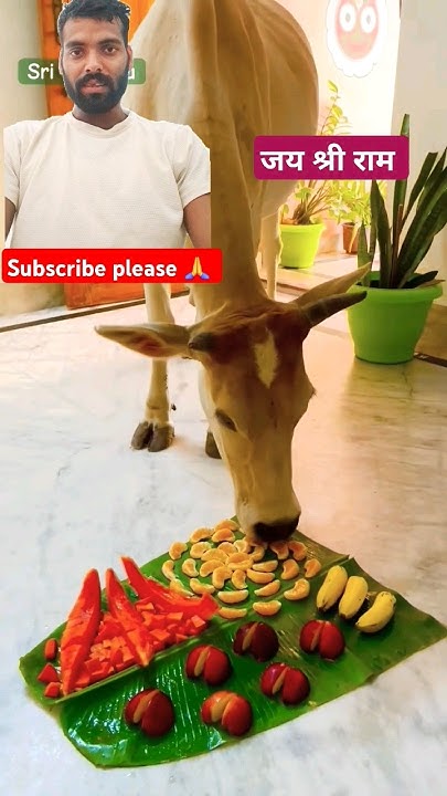 गौ माता को आज संतरा खिलाया Ytshorts Viral Youtubeshorts Shorts