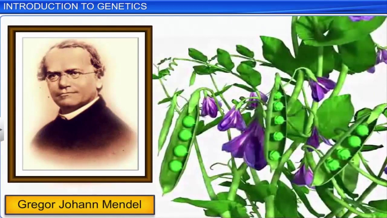 Fundamentals Of Genetics (Introduction To Genetics) - YouTube