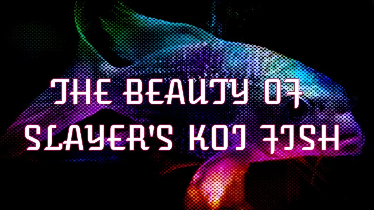 Meet the Koi Slayer Fish: An Exotic and Striking Aquatic Species. - YouTube