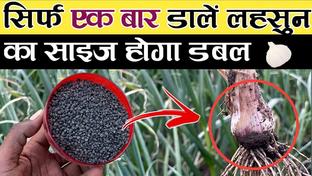 लहसुन की साइज कैसे बढ़ाए | लहसुन मोटा करने का उपाय | Lahsun Ka Kand ...