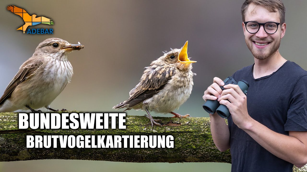 ADEBAR 2 - Das solltest Du wissen! - YouTube