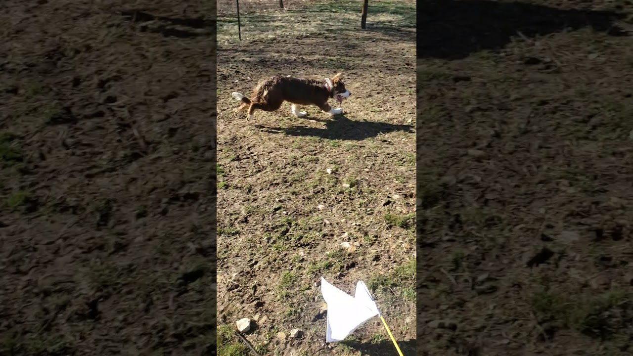 Shag first time on sheep since ive had him - YouTube