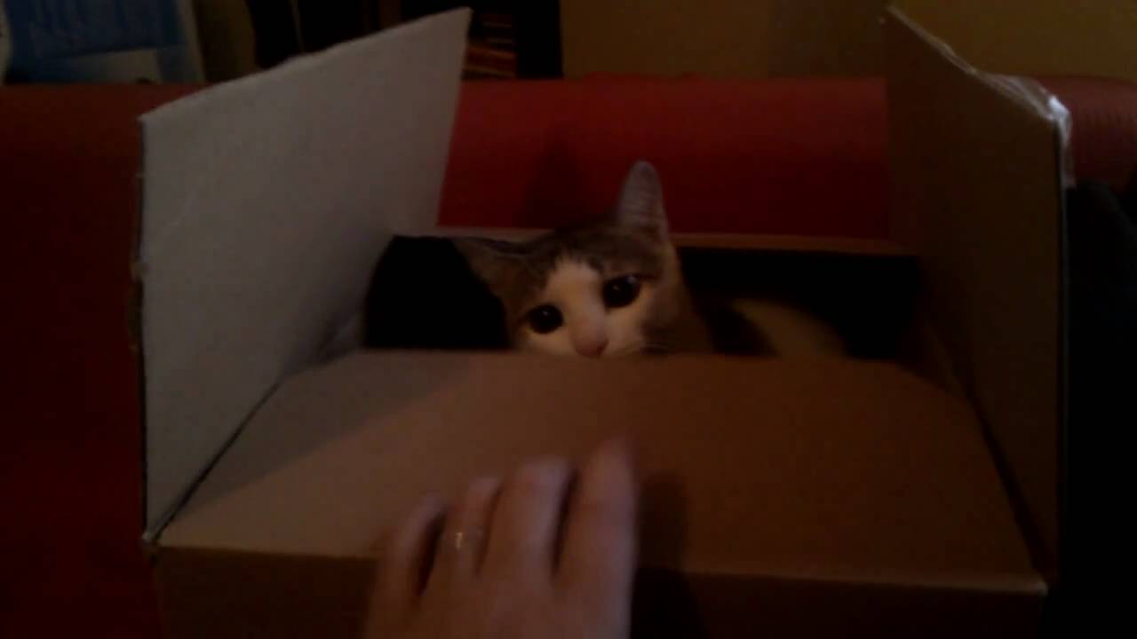 Kitty in a box playing! - YouTube