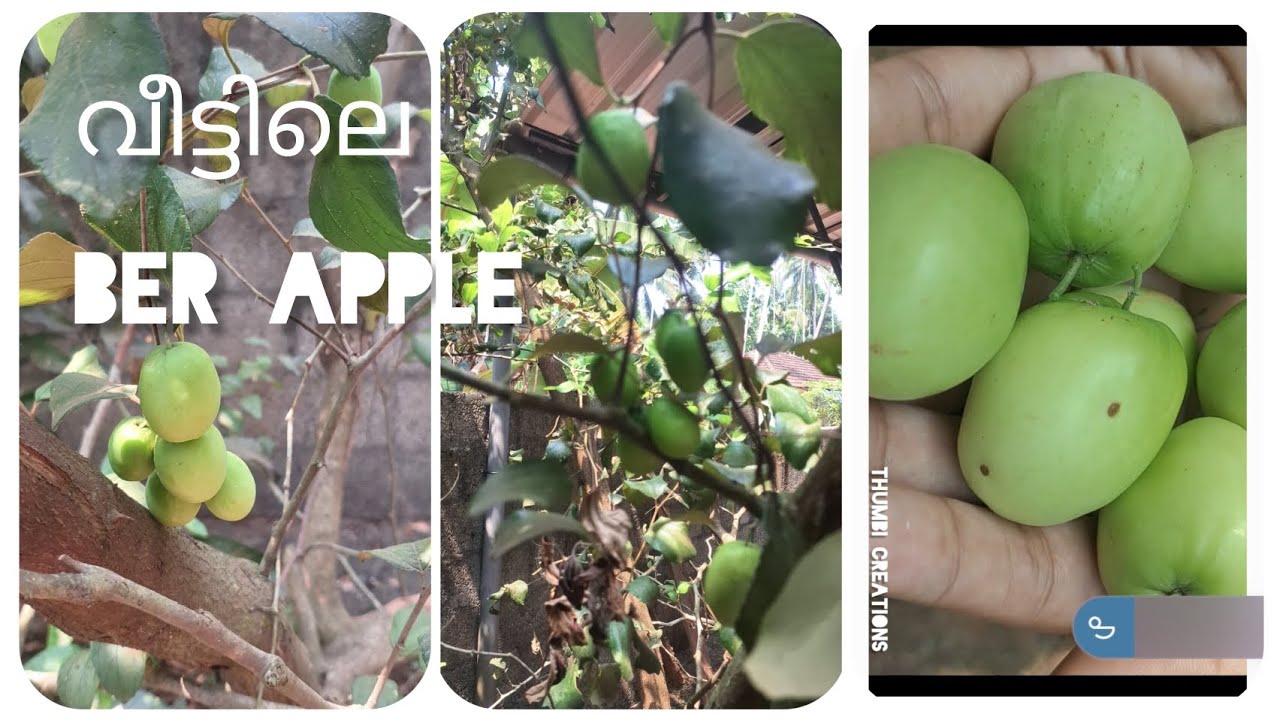 Ber apple 🍏 വീട്ടിലെ ബേർ ആപ്പിൾ സന്തോഷ കാഴ്ച്ച #berapple - YouTube