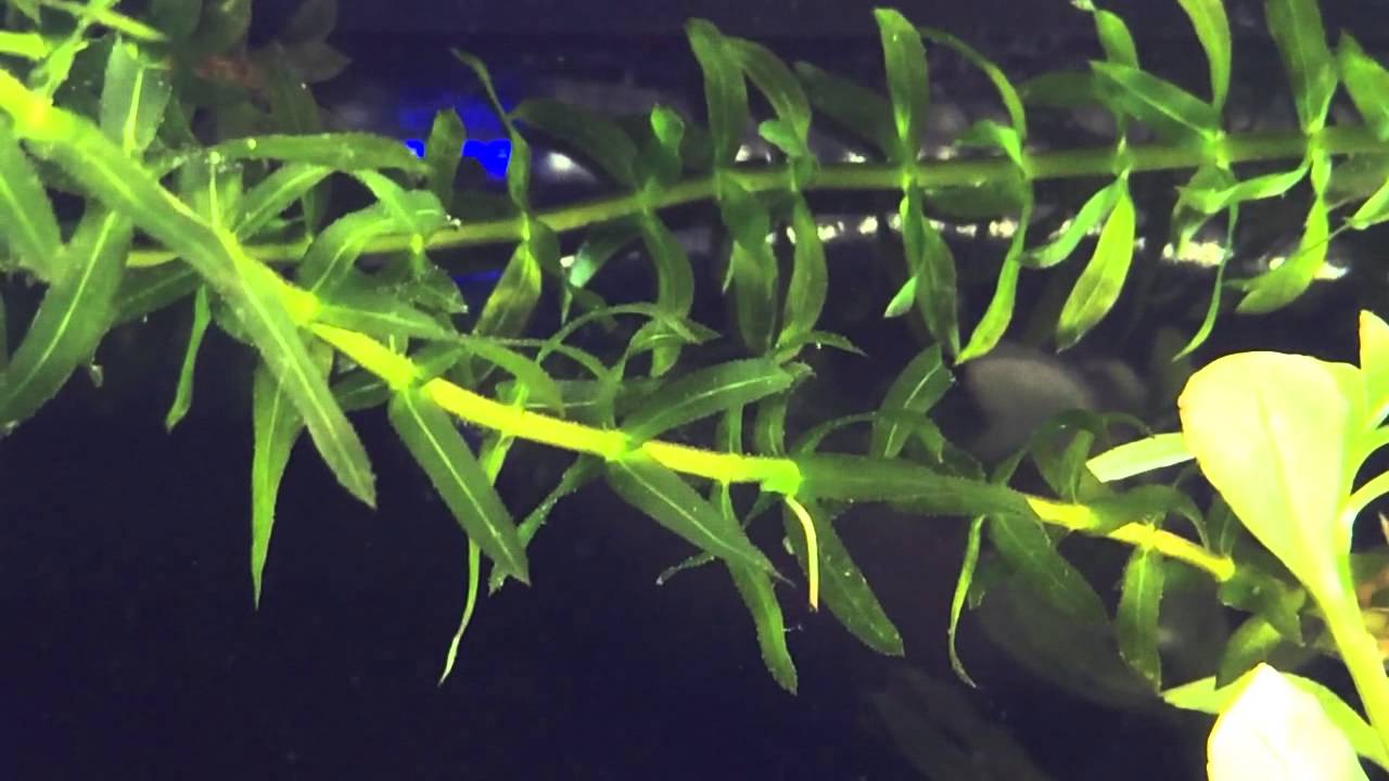 My floating Anacharis pearling - YouTube