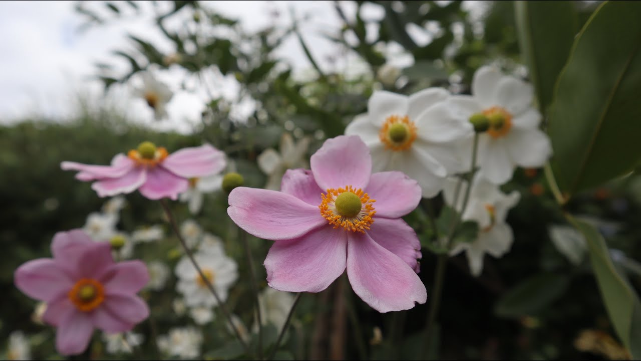 Cuidados de la Anémona japónica - Anemone hupehensis var. japónica ...