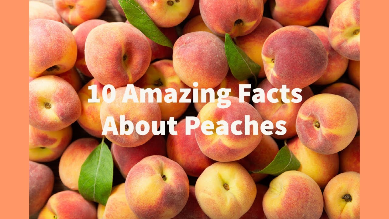 10 Amazing Facts About Peaches You Probably Didn't Know! - YouTube