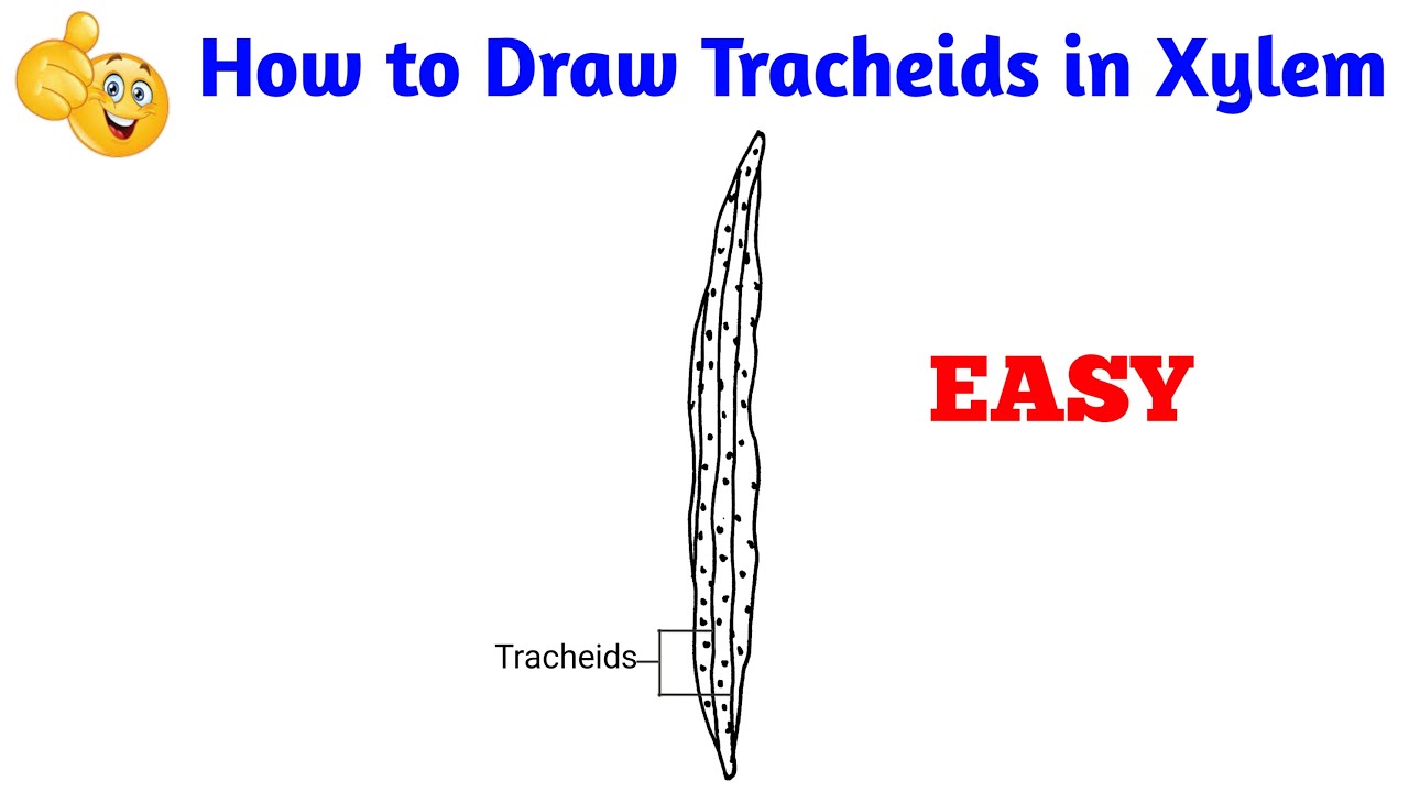 How to draw diagram of tracheids | how to draw tracheids in xylem - YouTube