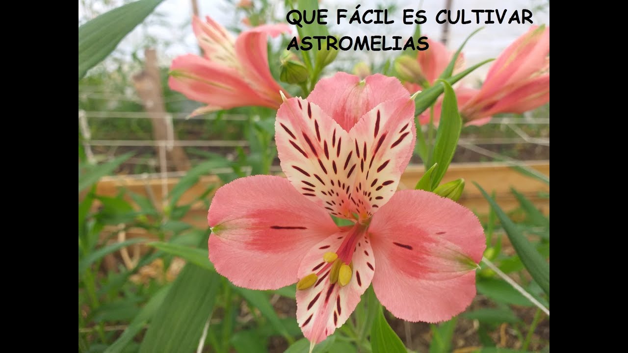 Cultivo de Astromelia orgánica / Biohuerto Brisana - YouTube