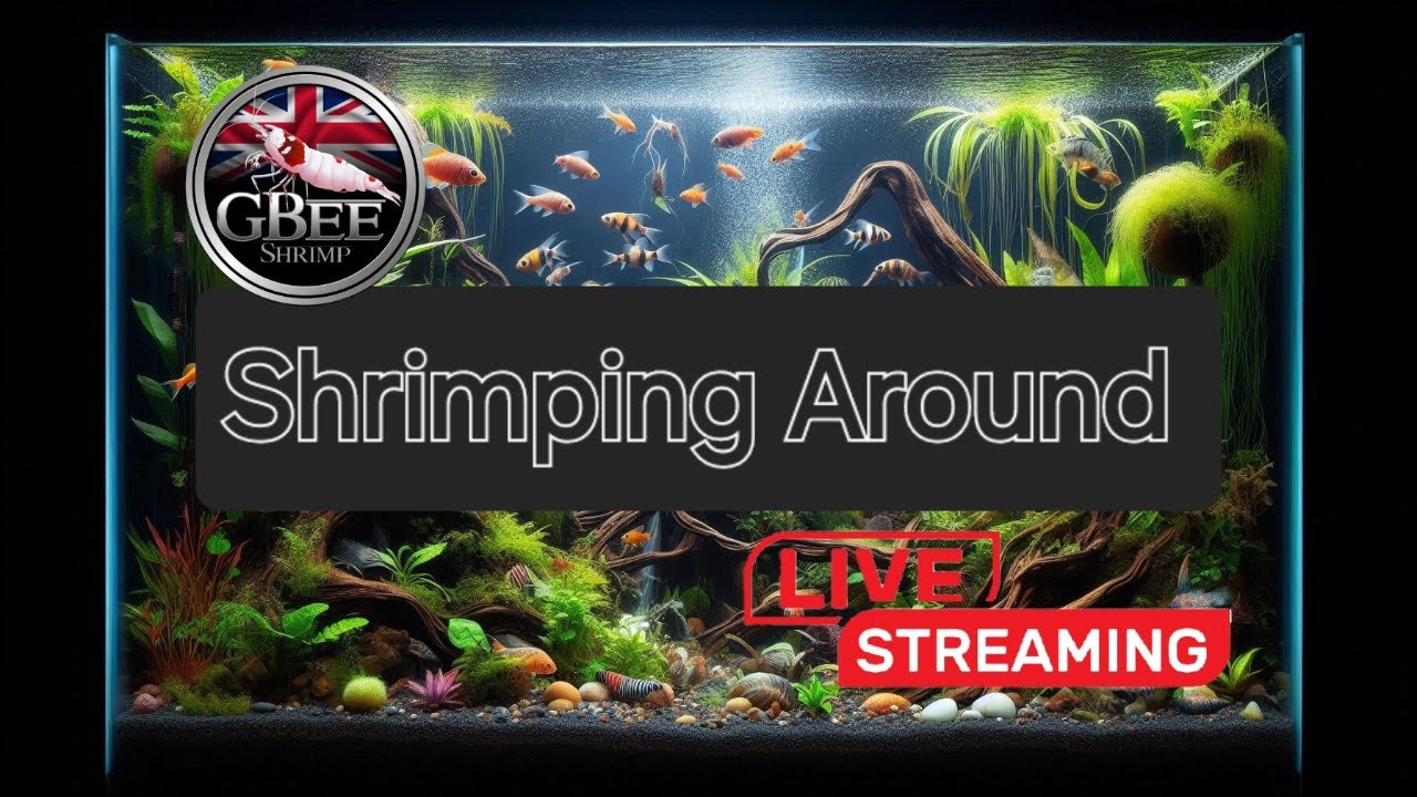 Shrimping Around ep15 - YouTube