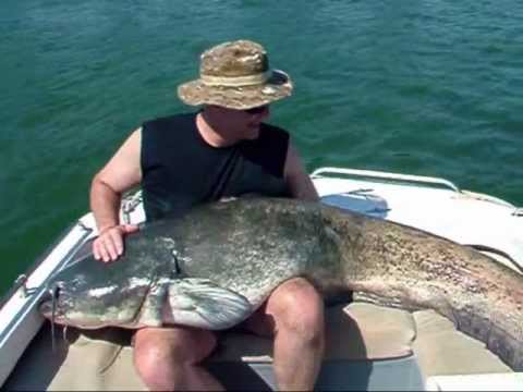 Gigantic Wels Catfish caught in Ebro, Spain - 155 lbs.!!!! - YouTube