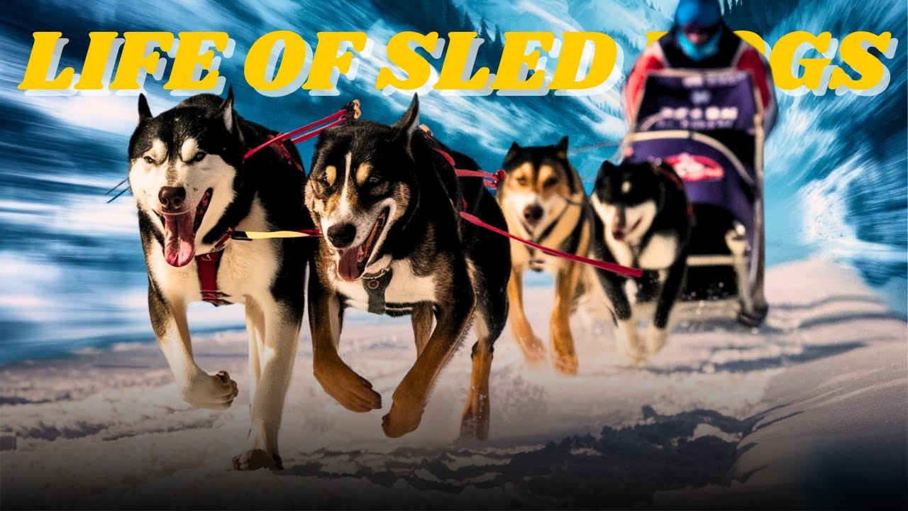 Life of Sled Dogs - Arctic Sled Dogs | Racing Sled Dogs - YouTube
