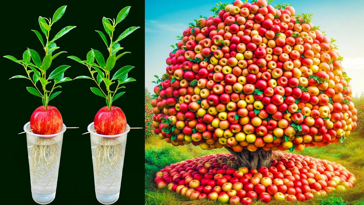 Special Techniques For Grafting Apples Trees From Apples Fruits With ...