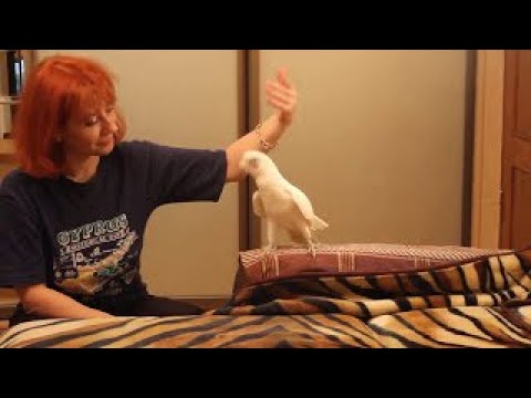 Dancing parrot shows off impressive moves - YouTube