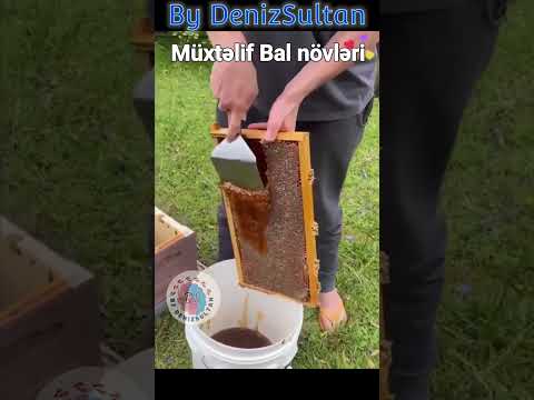 Müxtəlif Bal növləri #maraqlı #maraqlivideolar #maraqli #shorts #honey #təbiət #arılar