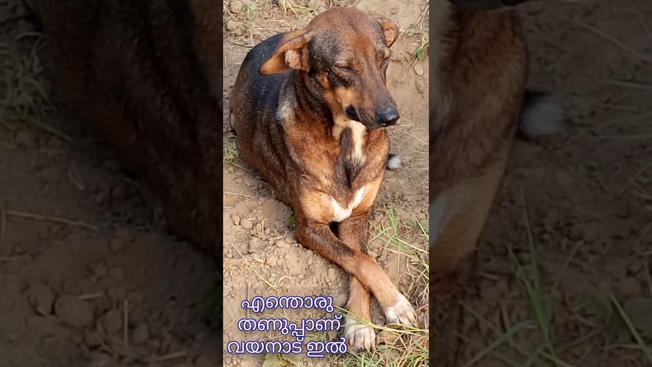 Wayanad climate today/Mind Refreshing Farm - YouTube