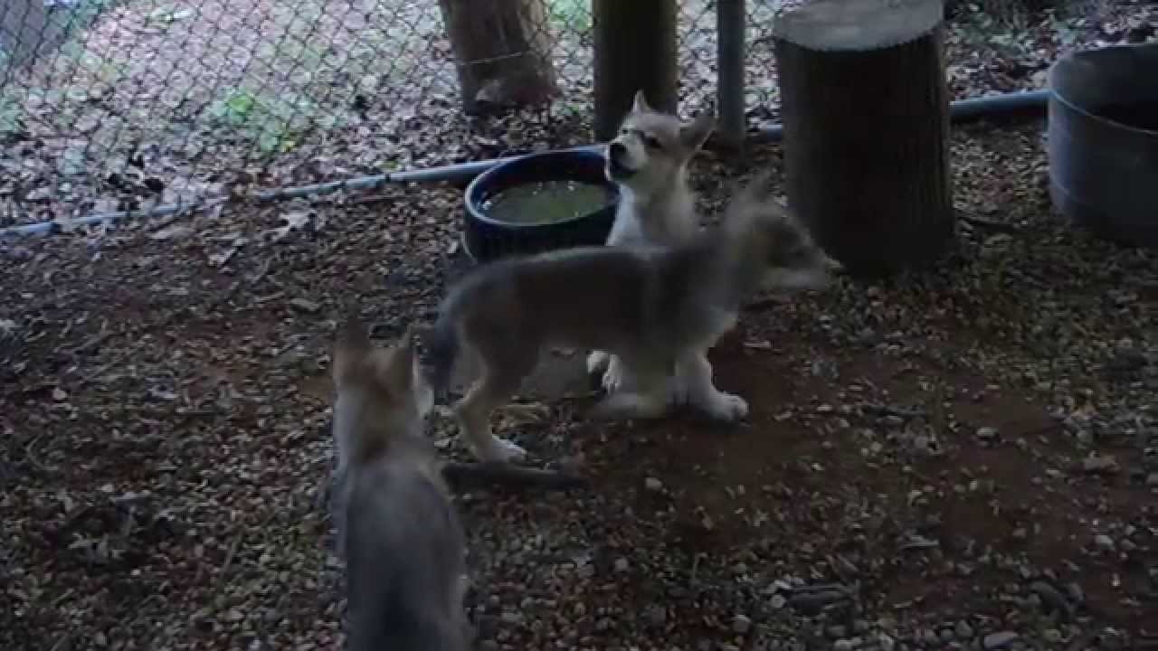 Wolf puppies join in howling with the Pack - YouTube