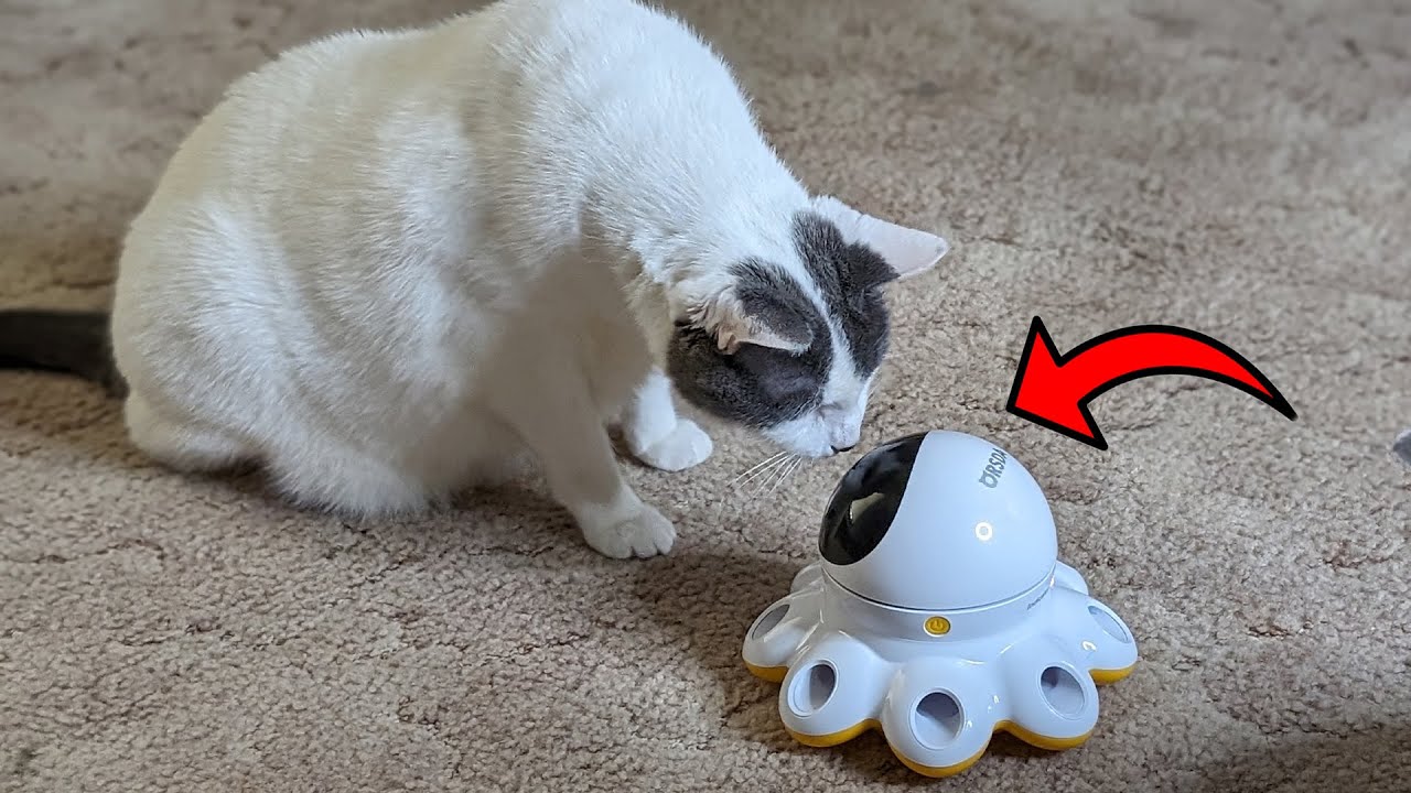 Your Cats Will LOVE this Interactive Cat Toy! - YouTube