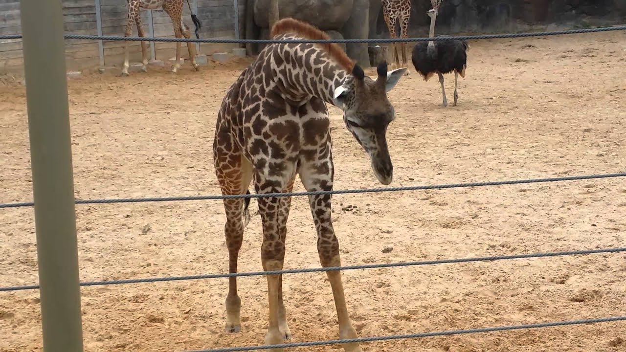 Giraffe scared with toy - YouTube