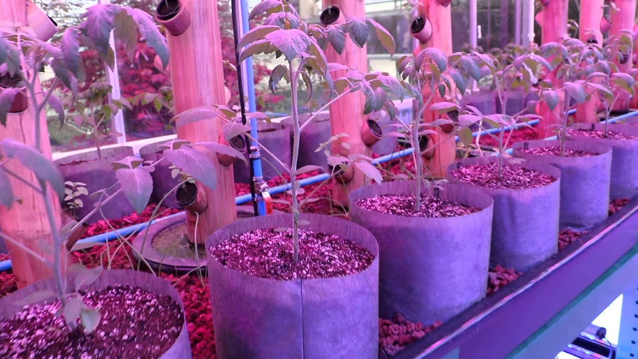 Dachnik Domes and Aquaponics system at Progressive Plants - YouTube