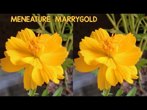 How to GROW Star Marry gold/ Monsoon best flower Star Marry gold ...