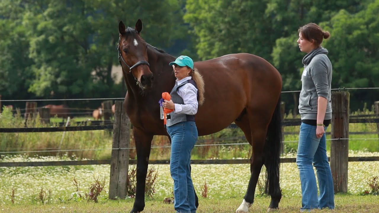Mary Ann Simonds: Die Pferdeflüsterin zu Gast in Rendsburg - YouTube