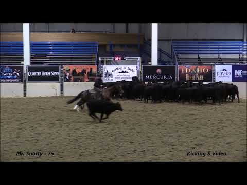 Mr Snorty-  ICHA-25NH- 75-Shown By: Brian Anderson-Owned By: Kelly Zelikovitz