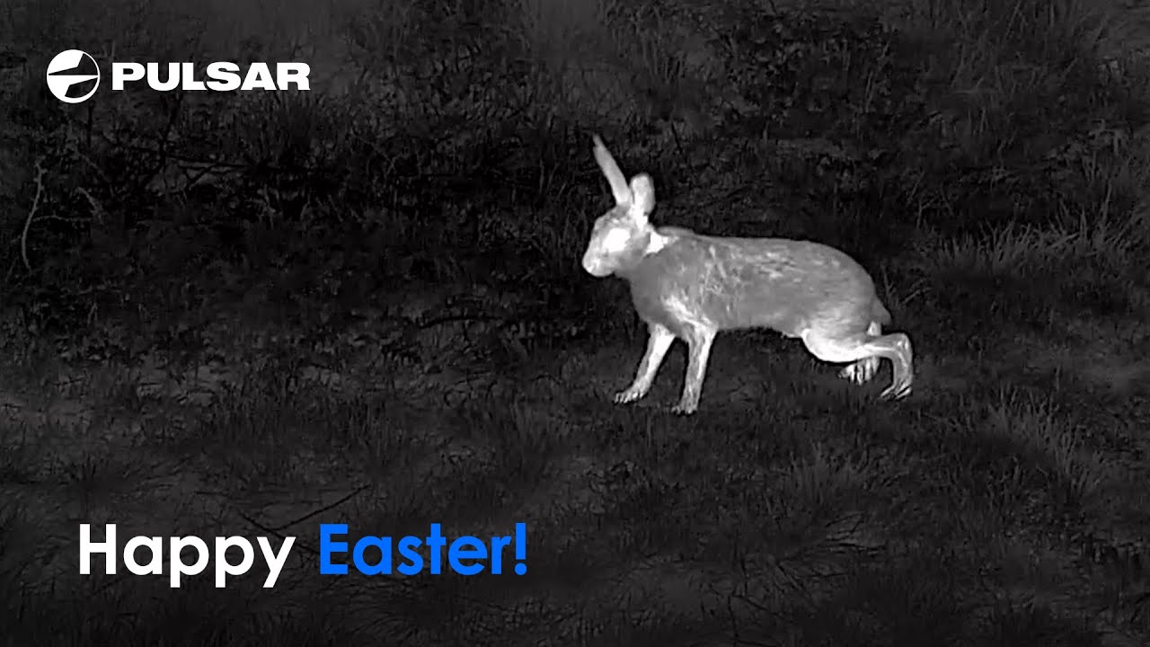Easter bunnies in their natural habitat | Thermal vision - YouTube