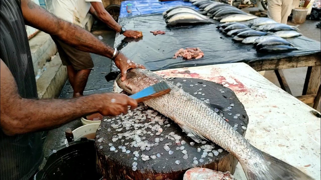 The skill of cutting a very fierce barracuda predator fish in the deep ...
