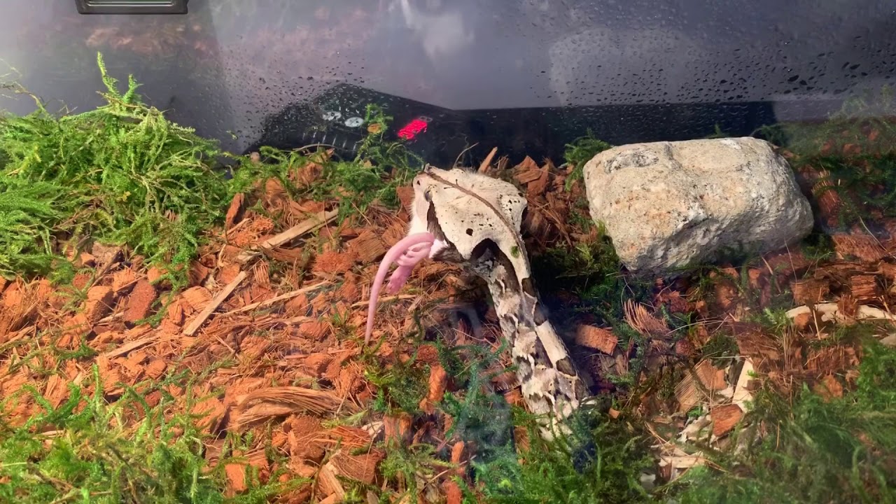 Gaboon viper time lapse feeding - YouTube
