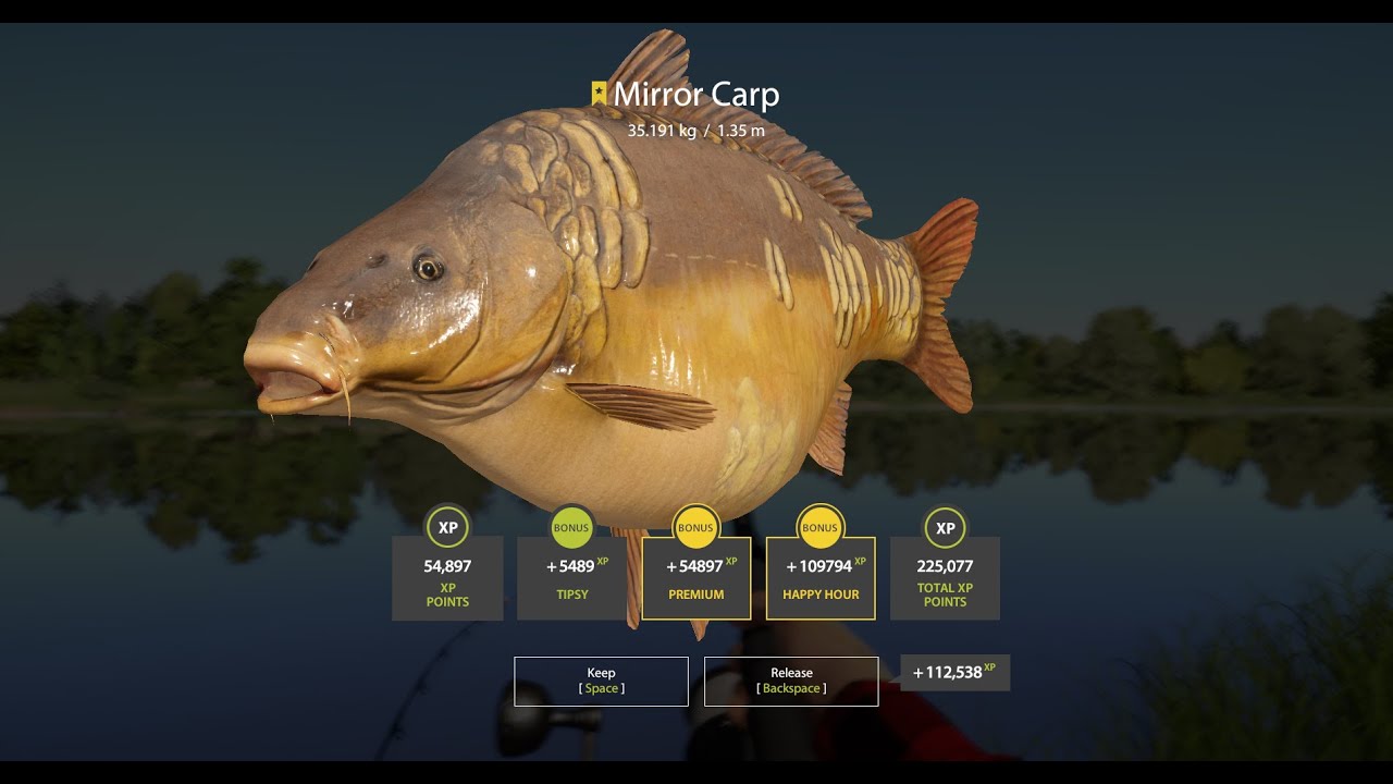 RF4 Amber Trophy Mirror Carp 35KG - YouTube