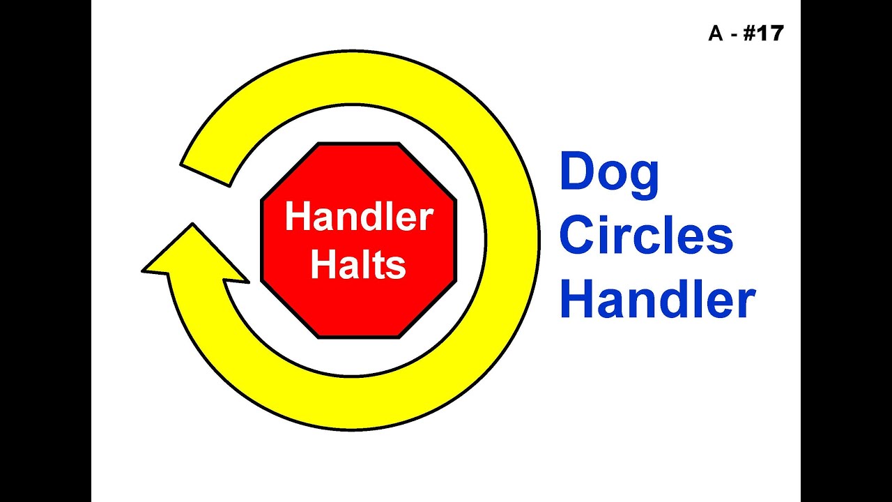 ANKC 2026 Rally Sign A17: Halt – Dog circles handler – Forward ...
