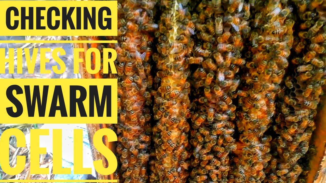 🌎 Checking hives for swarm cells/ queen cell swarm prevention - YouTube