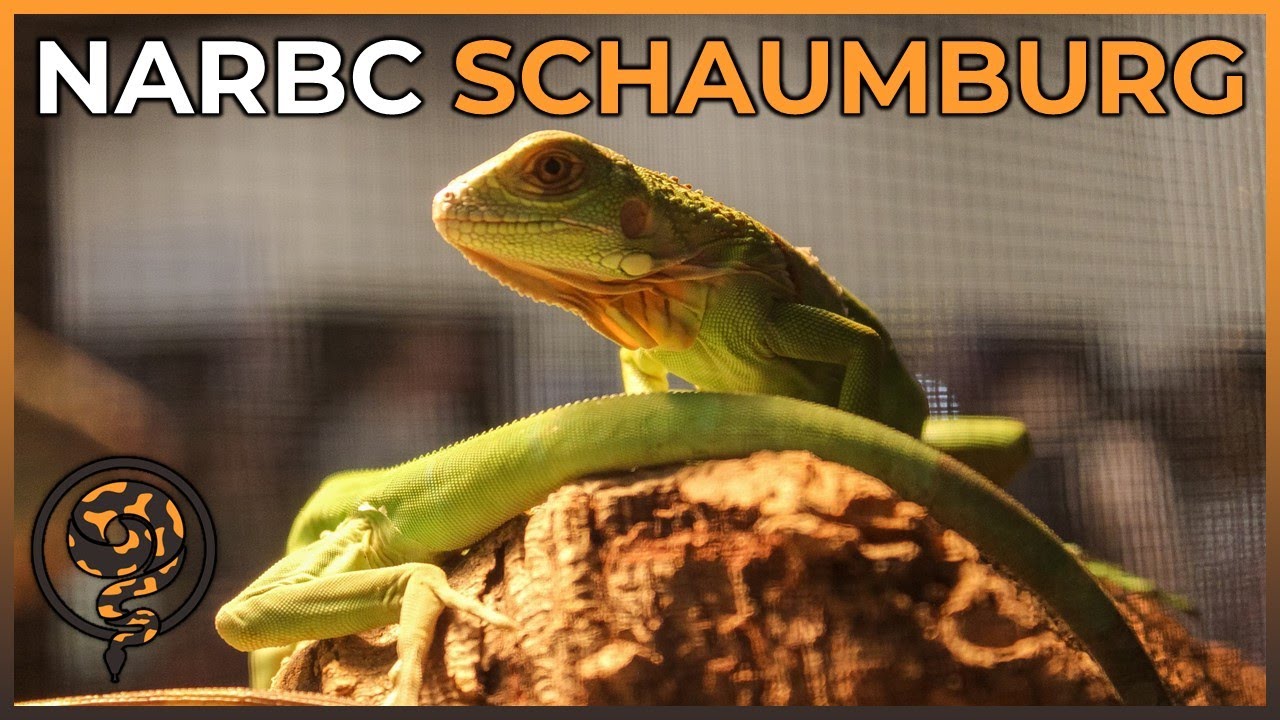 NARBC SCHAUMBURG REPTILE SHOW - July 2022 - YouTube