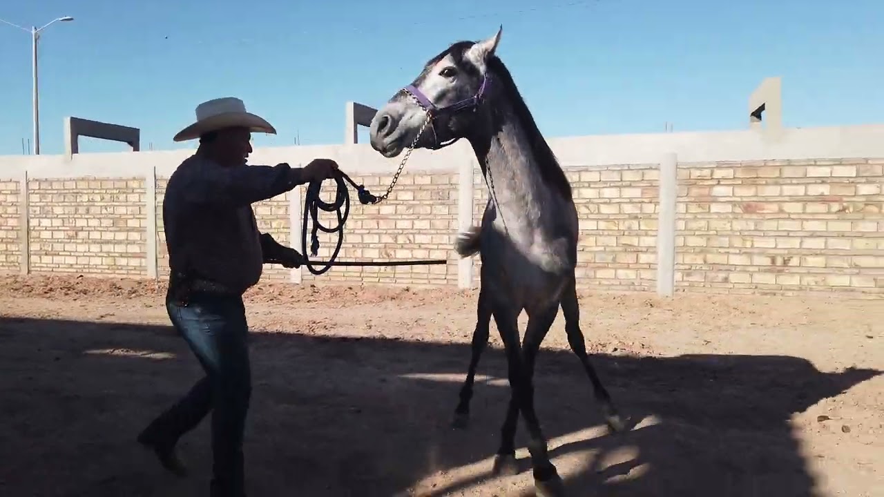Ejercicios para tu potro, antes de llevarlo a arrendamiento (Tips que ...