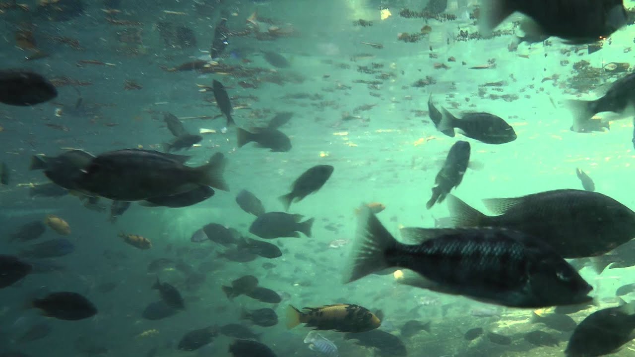 Colin im Animal Kingdom Orlando - YouTube