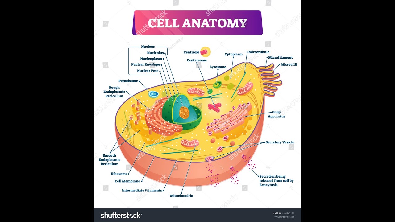 Parts of cell - YouTube