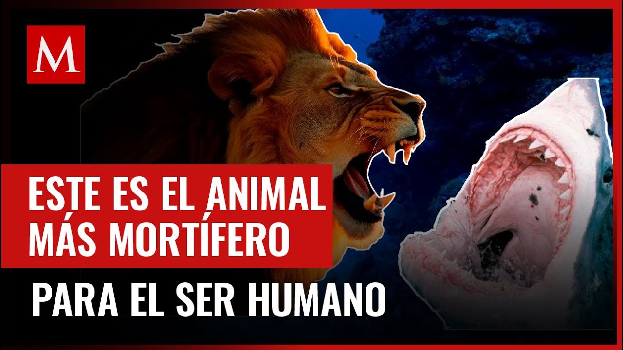 Este animal causa al rededor de 725 mil defunciones al año; se trata de ...