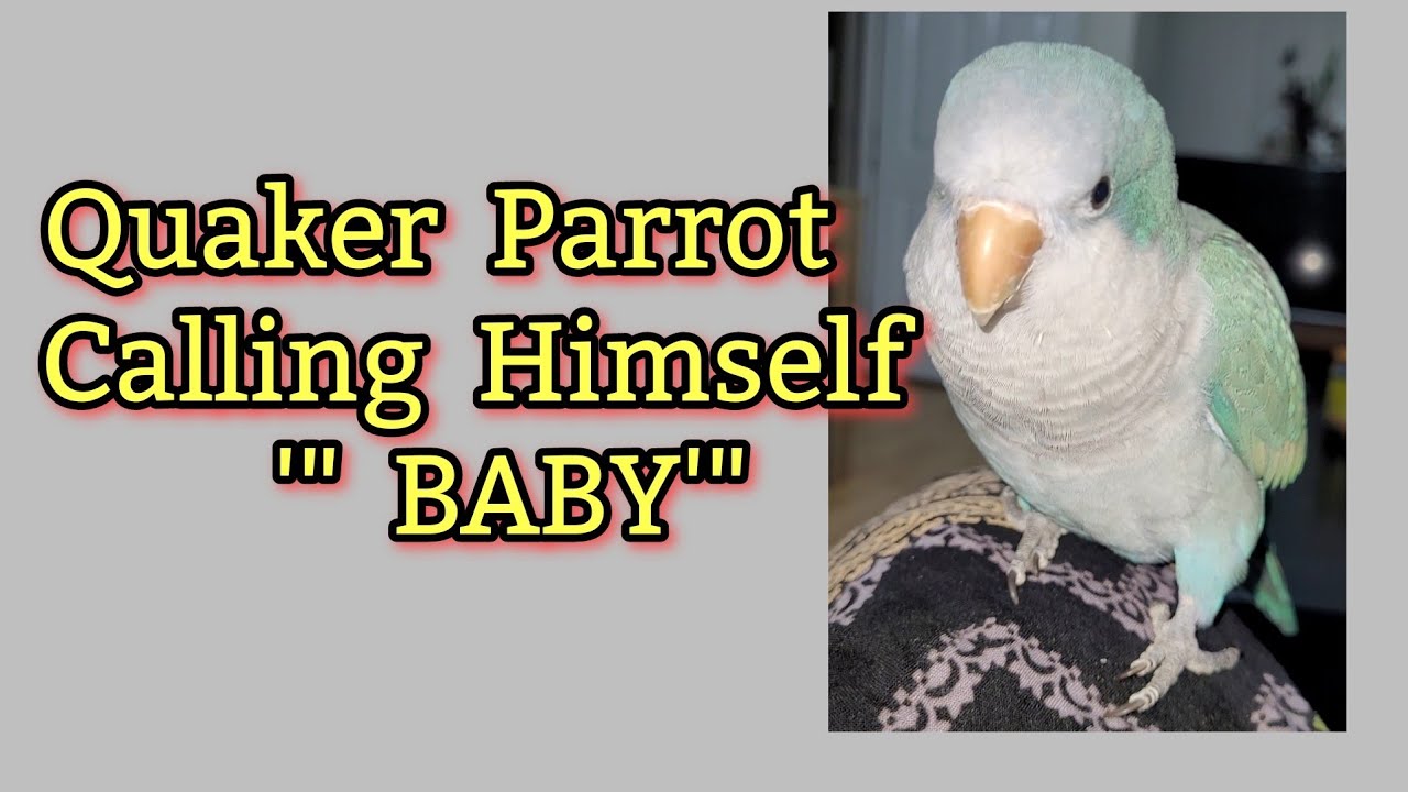 Cute Quaker Parrot calling himself Baby| Monk Parakeet Talking 🦜 - YouTube