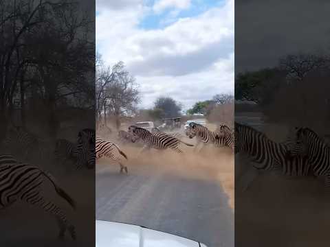 Zebraları evcilleştirmek neden zordur?🦓 #zebra