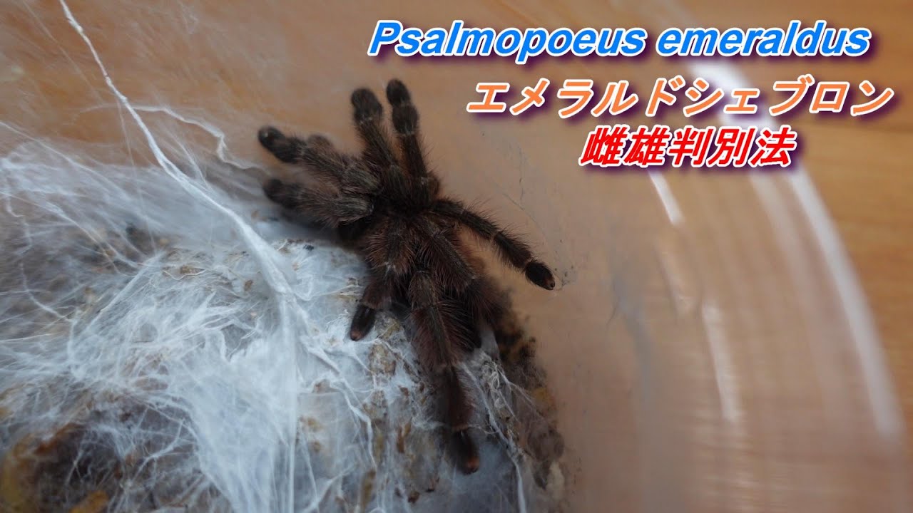 エメラルドシェブロンタランチュラ Psalmopoeus emeraldus 雌雄判別法 - YouTube
