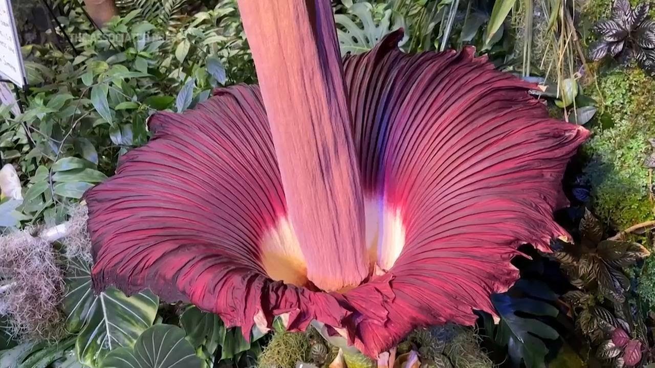 Corpse flower’s stinking bloom draws crowds in San Francisco - YouTube