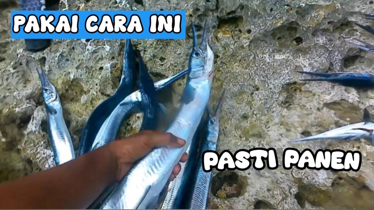 cara paling efektif untuk mancing ikan cendro - YouTube